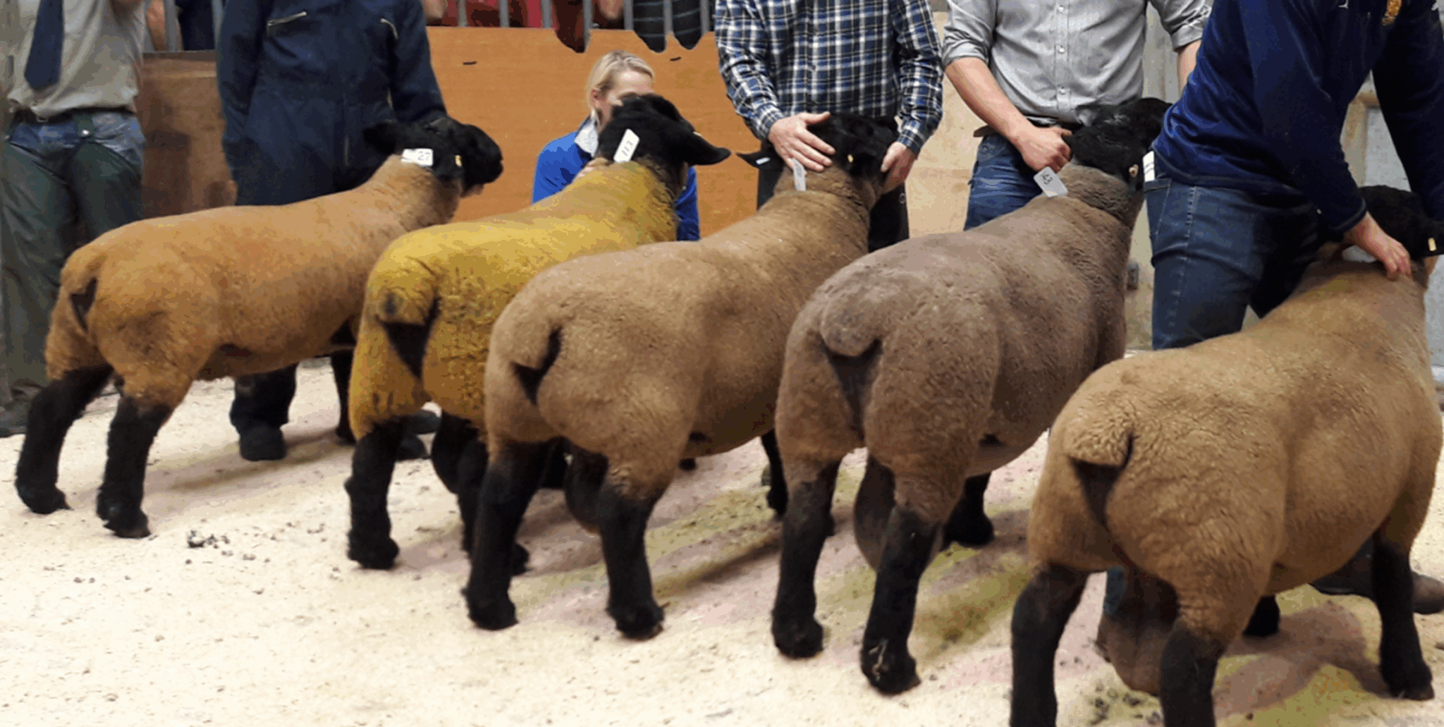 Ulverston Auction Mart – Livestock Sales in the mart and on-farm sales ...